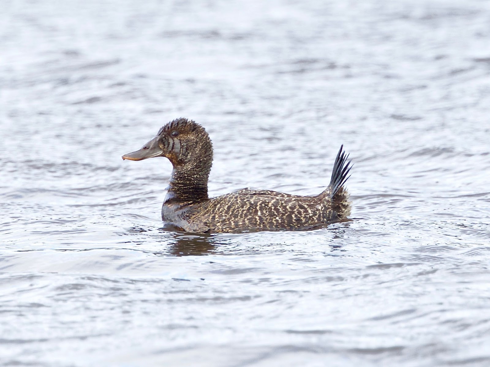 Avithera: Blue-billed Ducks