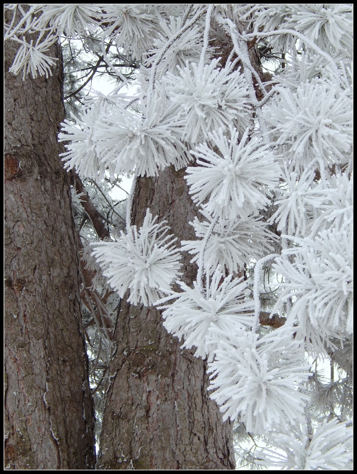 The Back Porch View: We got snogged!
