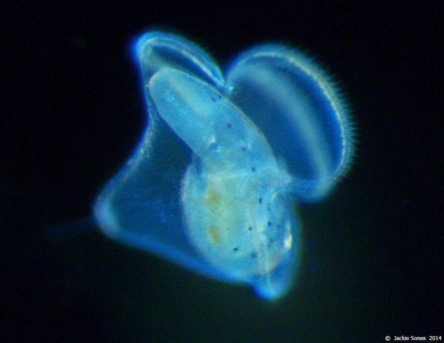 The Natural History of Bodega Head: A ribbon worm in your cap!
