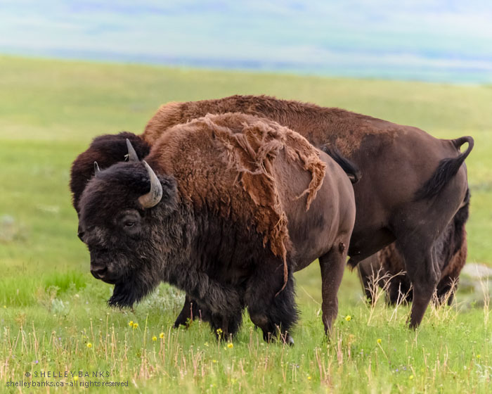 Prairie Nature: Bison in Grasslands National Park, Saskatchewan