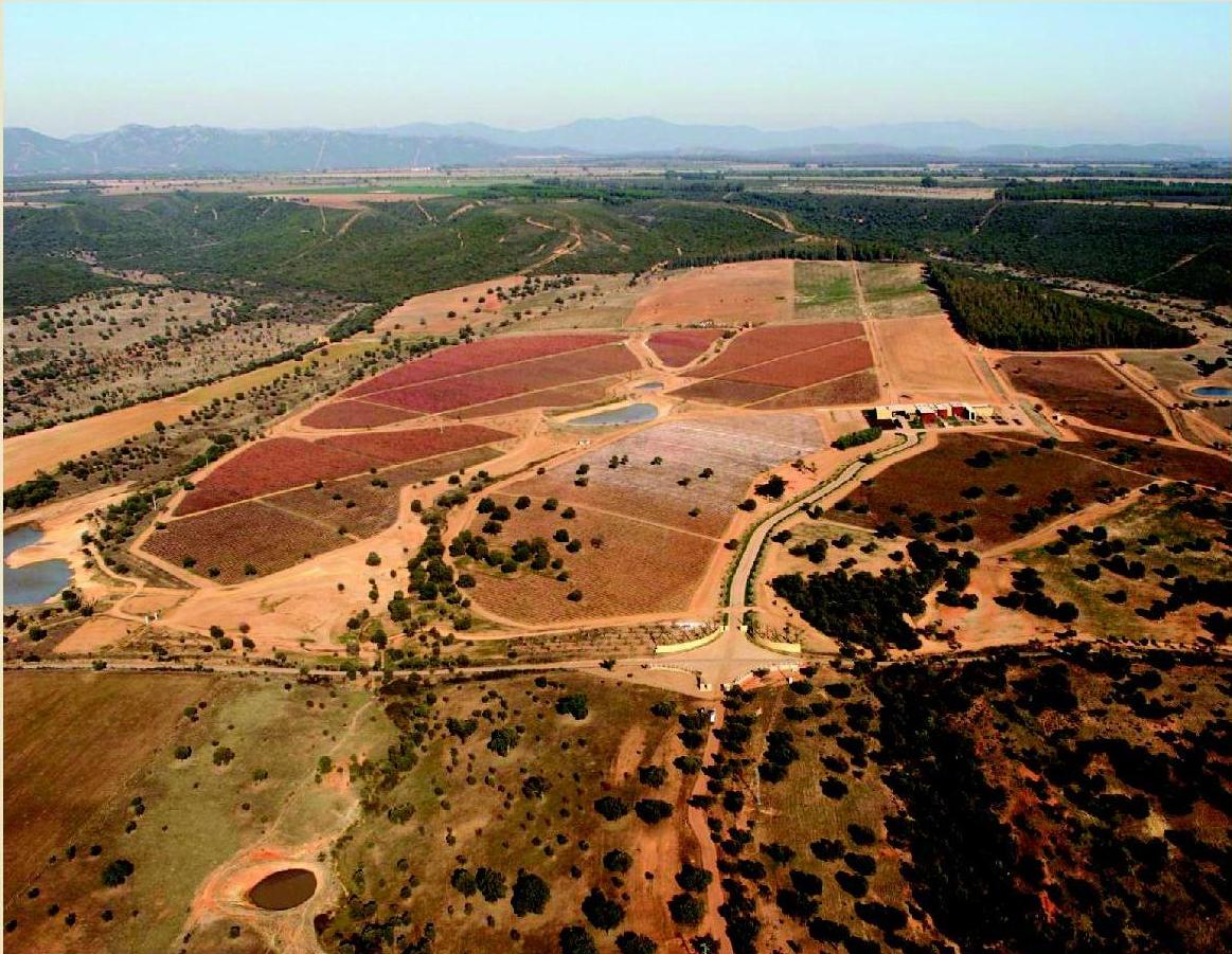 Rutas Enológicas: BODEGAS CARABAL