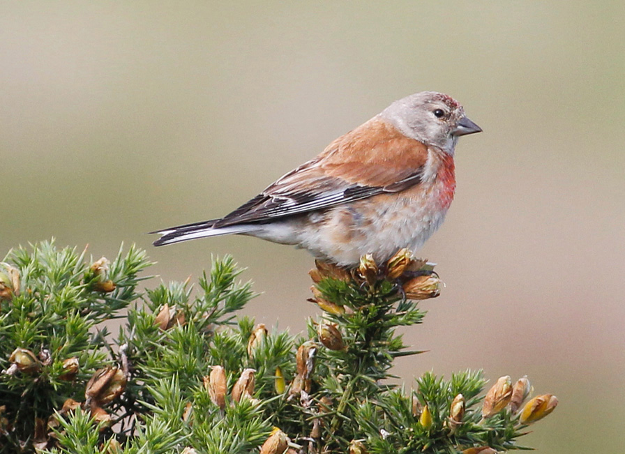 Another Bird Blog: Linnet Tales