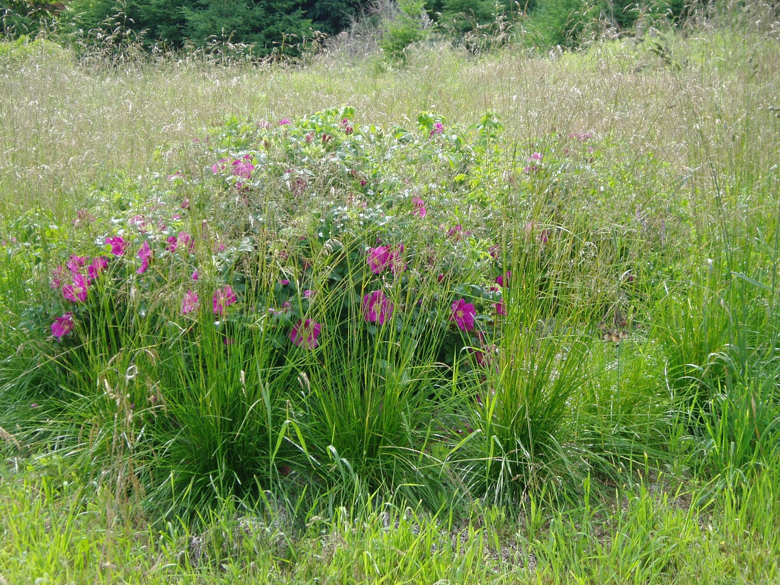 Lovegrass Farm: Ornamental Grasses at Lovegrass Farm, P.E.I.