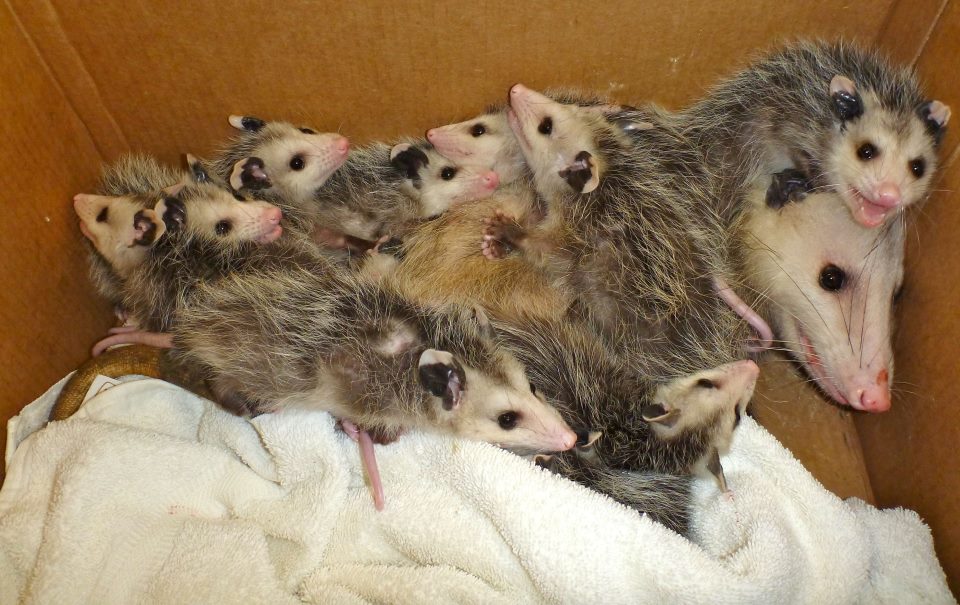 White Wolf : 11 Baby Opossums Saved From Walls of House (Photos)