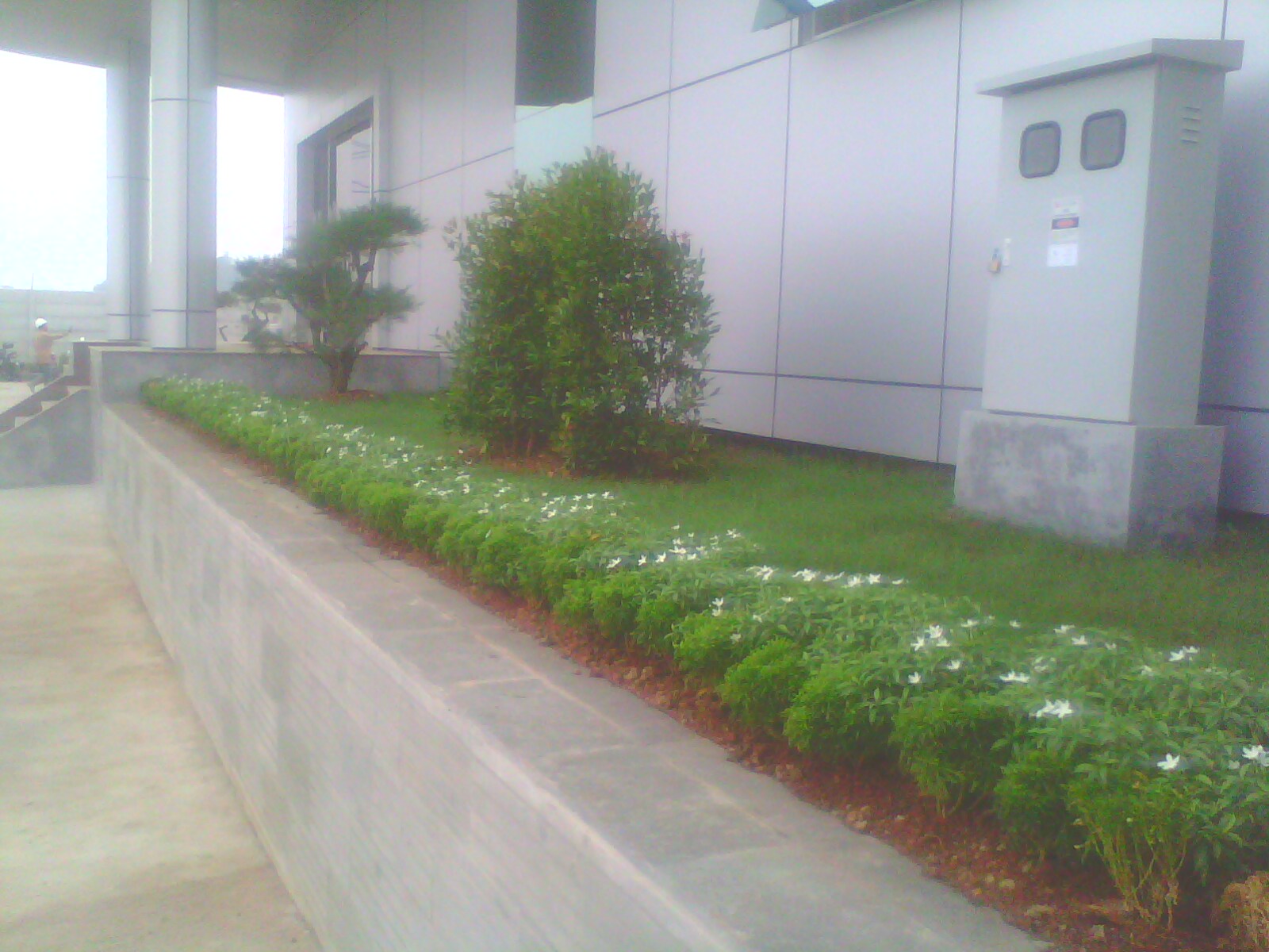 KEBUN TOMAT: Harga tanaman melati jepang atau gardena mini