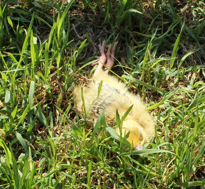 Colours of Coturnix Japonica Quail Part Two - The Golden | The Holistic ...