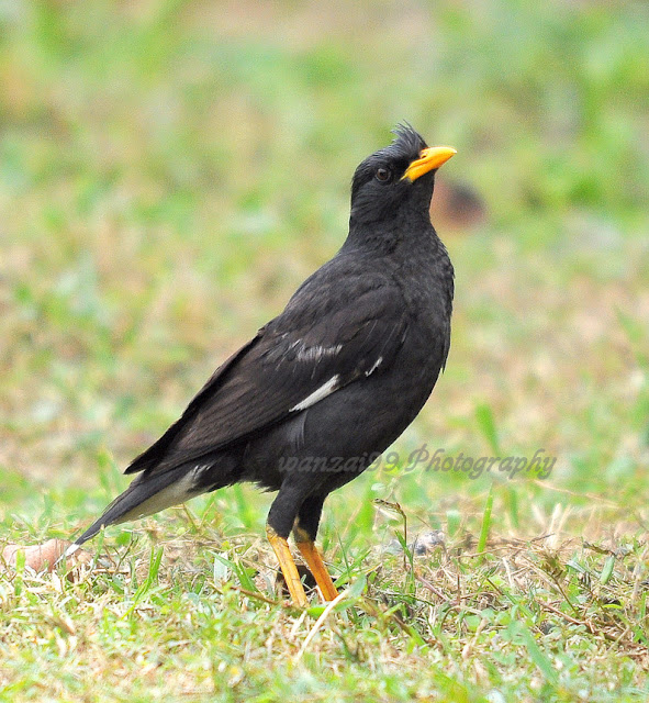 wanzai99 PHOTOGRAPHY: Burung Tiong Tongkeng Puteh