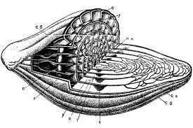Catalogue of Organisms: Fusulinellidae, -inae, summat like that...