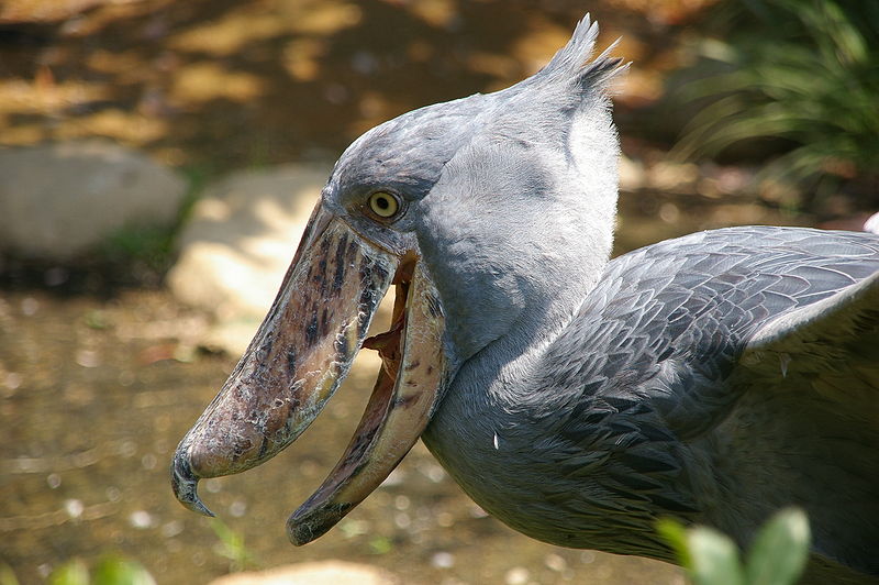 Real Monstrosities: Shoebill