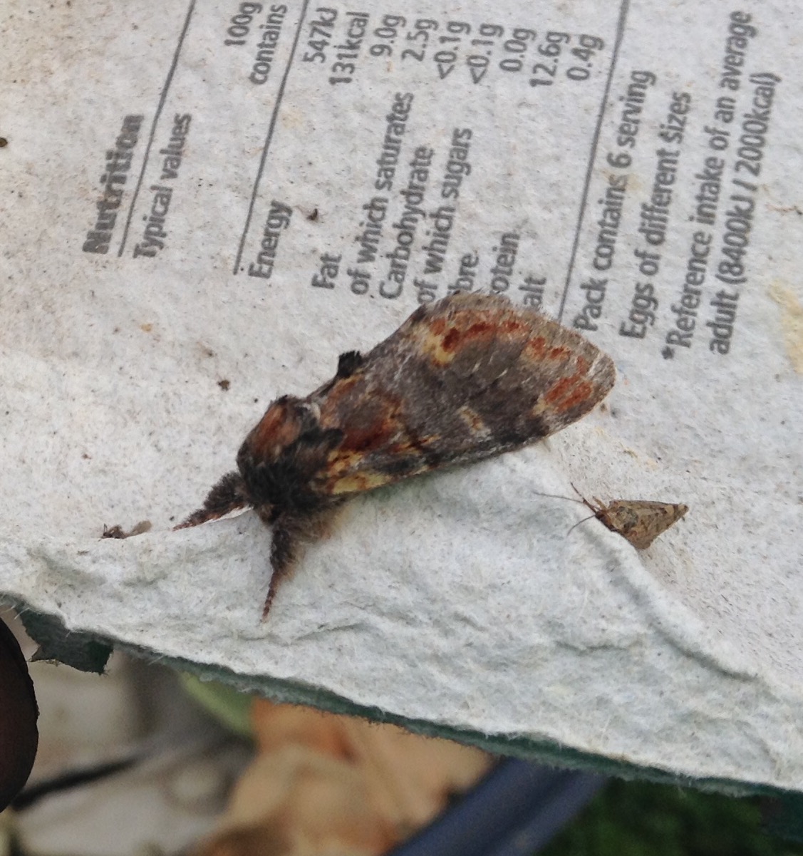 Martin's Moths: Ear we go