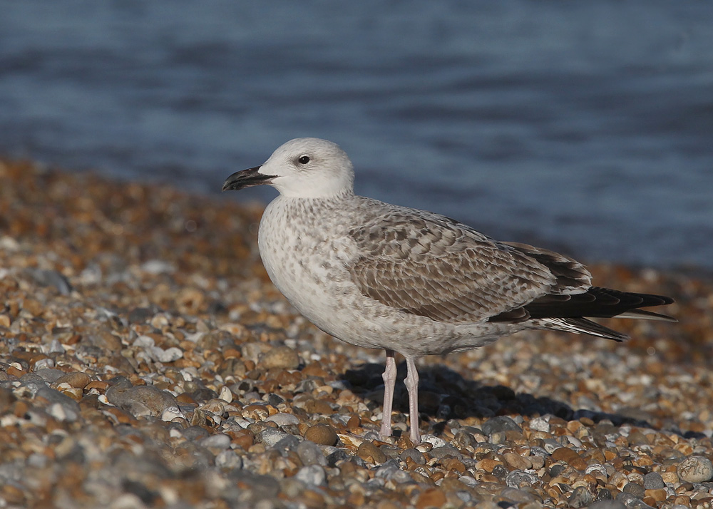 Richard Smith - Birdwatching Days Out: CASPIAN GULL, 1st & 2nd winter ...