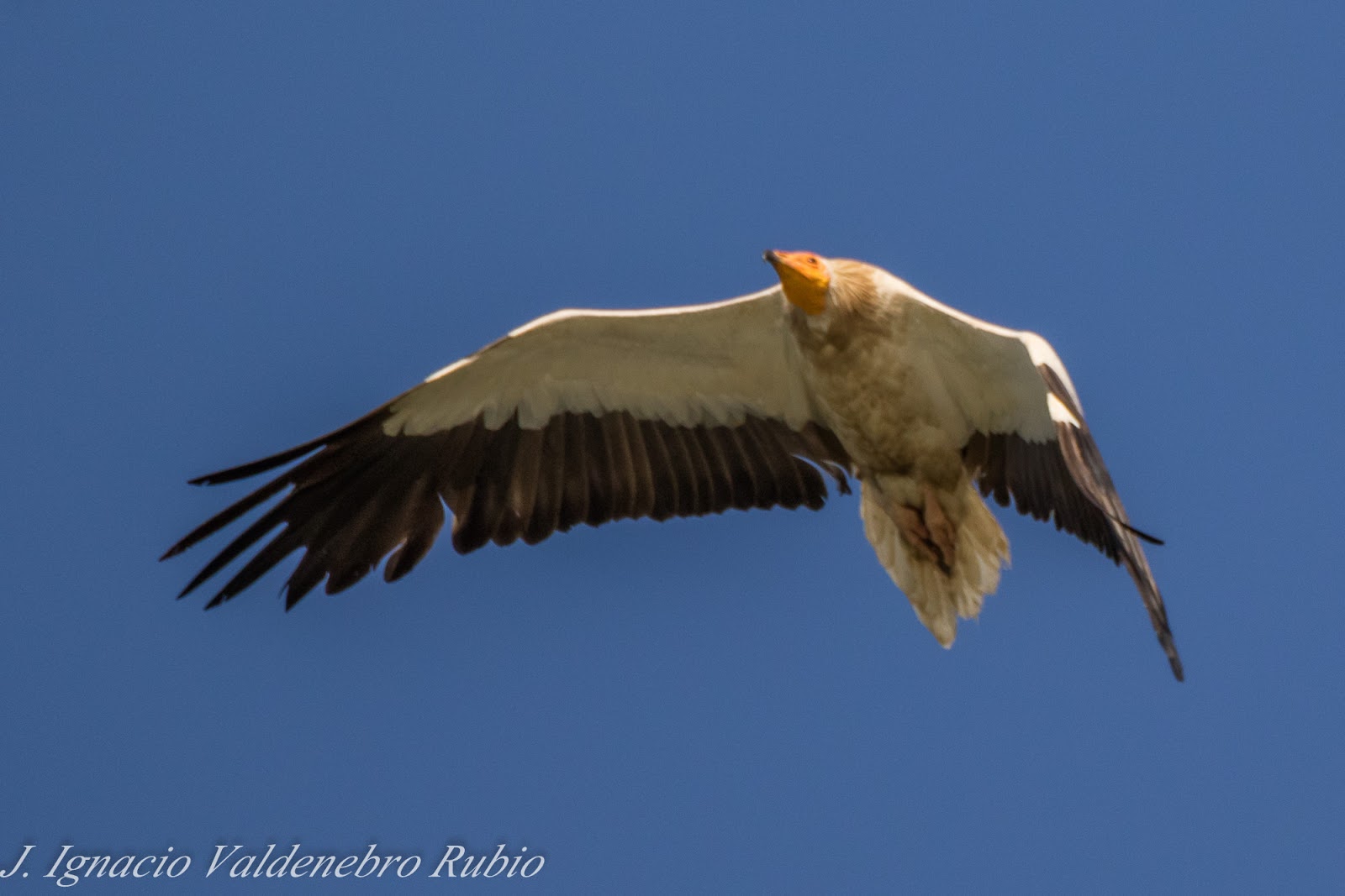 DocNatureBlog: El Buitre blanco y sabio. Alimoche común (Neophron ...