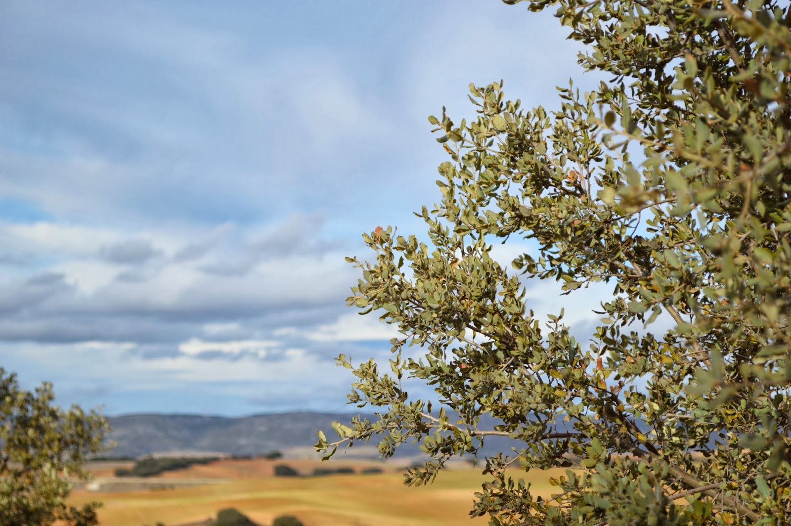 BLOG DE LA CIERVA ANTONIA: Encina o Carrasca (Quercus ilex)
