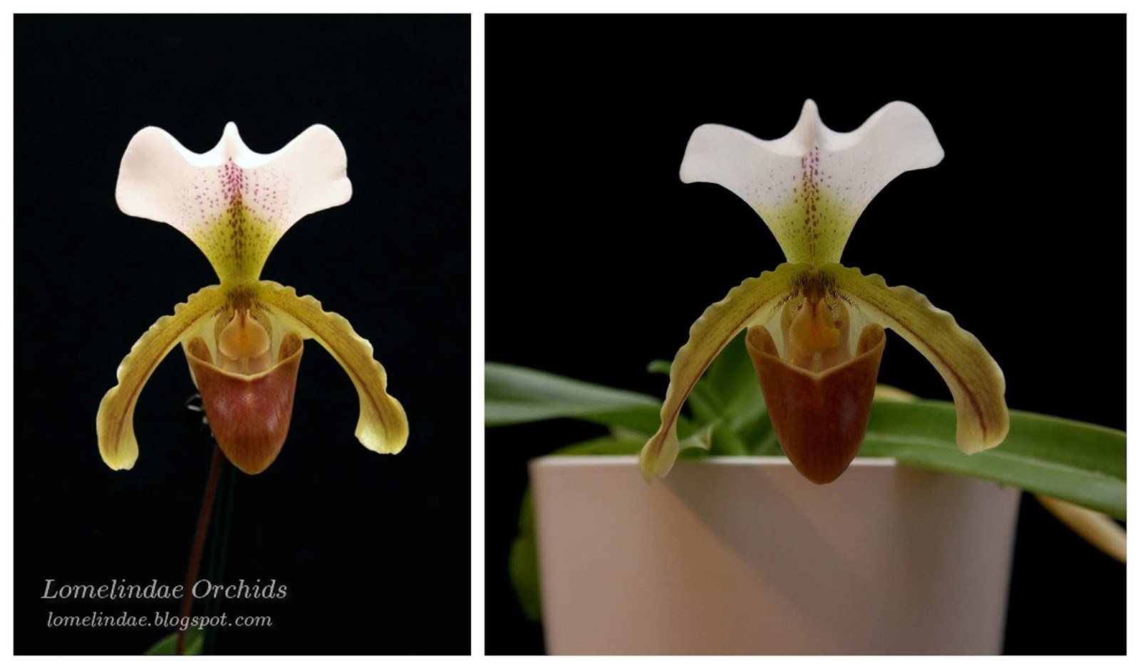 Lome orhideepäevik: Fotogalerii õitest