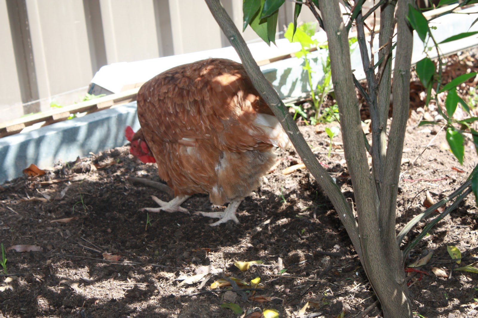 Tassell,Tea pot and Life Down Under: Headless Chooks