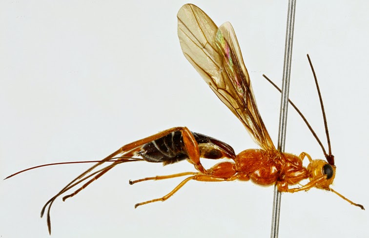 Variety of Life: Doryctinae