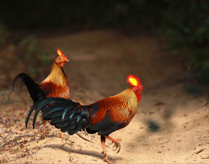 Travel Srilanka - The Wonder of Asia