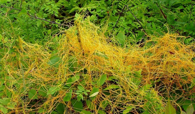 Tali Putri Dengan Tanaman Beluntas - Perumperindo.co.id