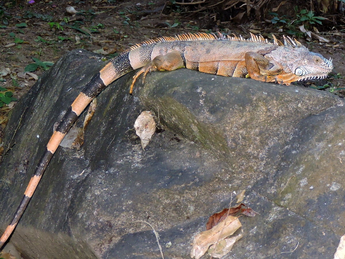 Real Monstrosities: Iguana