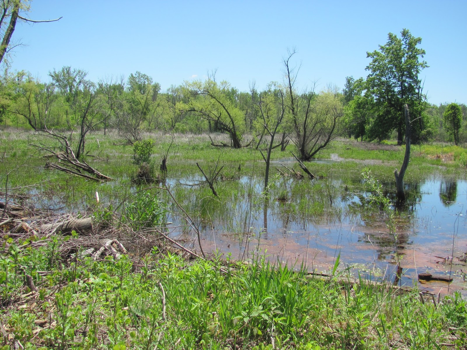 Terri of the Trails: Walking the "Creepy Swamp": the Great Marsh Trail ...