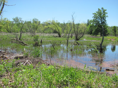 Terri of the Trails: Walking the "Creepy Swamp": the Great Marsh Trail ...