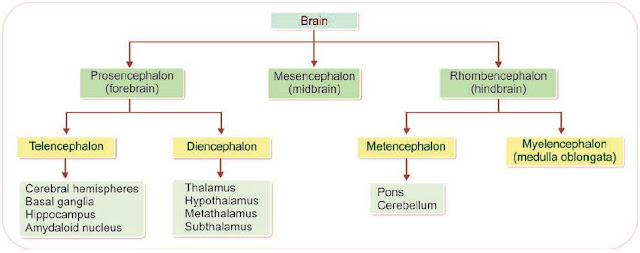 Nervous System Introduction | Classification | Subdivisions