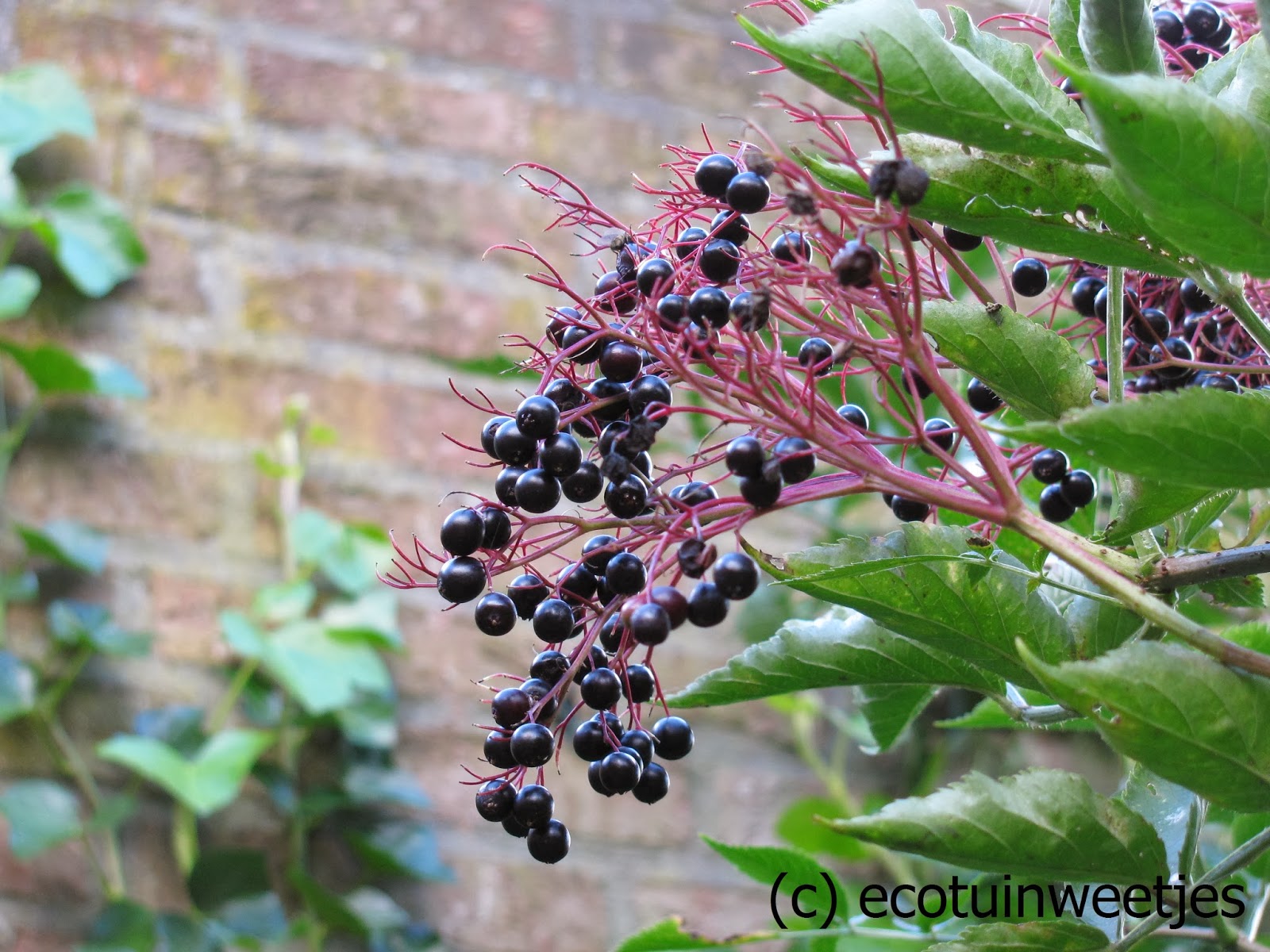 Ecotuinweetjes: Zwarte bessen stekken in de winter