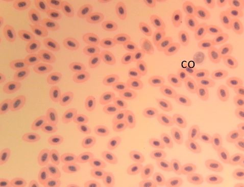 Manual interactivo de morfología celular: Morfología de células ovoides