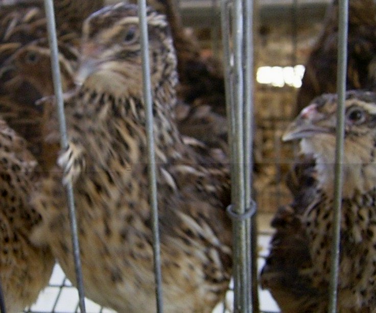 Cara Budidaya Ternak Burung Puyuh