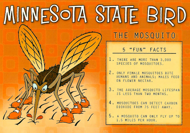 My Favorite Postcards: Minnesota Mosquito: State Bird Fun Facts