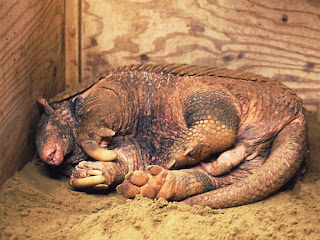 Welcome To Fun2shh World: Latest Armadillo Animal Wallpapers Download ...