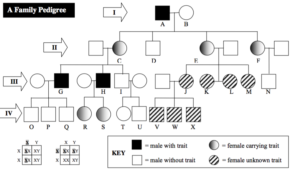 TJHS - Life Science: DNA Codes & Pedigrees
