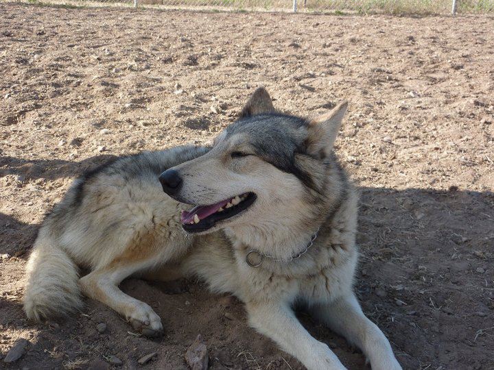 WineWalkabout: THE 2012 WHAR WOLF RESCUE AND BBQ