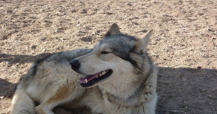 WineWalkabout: THE 2012 WHAR WOLF RESCUE AND BBQ