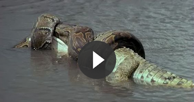 MOST CR@ZIEST FIGHT BETWEEN BIG PYTHON & CROCODILE.|CL1CK T0 W@TCH ...