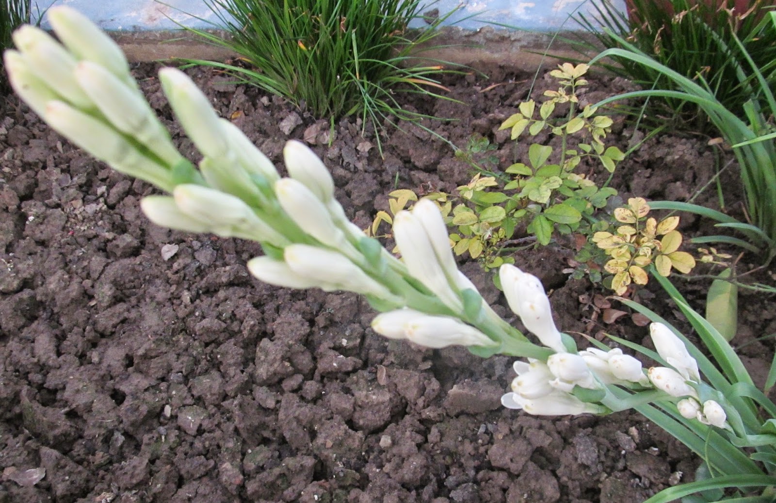 NATURAL & UNIQUE PHOTOGRAPHY: RAJNIGANDHA FLOWER