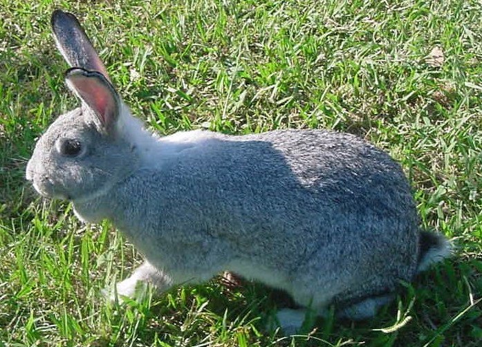 Jenis Jenis Kelinci Hias dan Peliharaan - Grup BudiDaya Pertanian