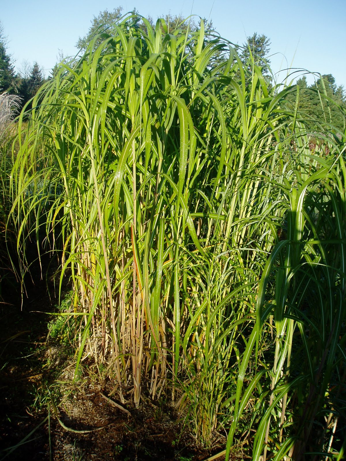 Lovegrass Farm: Miscanthus Giganteus Ornamental Grass at Lovegrass Farm ...