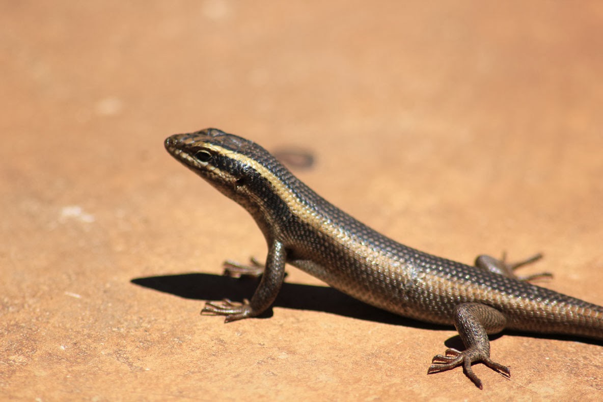 Gardening in Africa: My garden residents