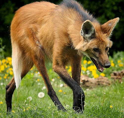 Maned wolf, Distributed maned wolf, and food maned wolf part 1 ...