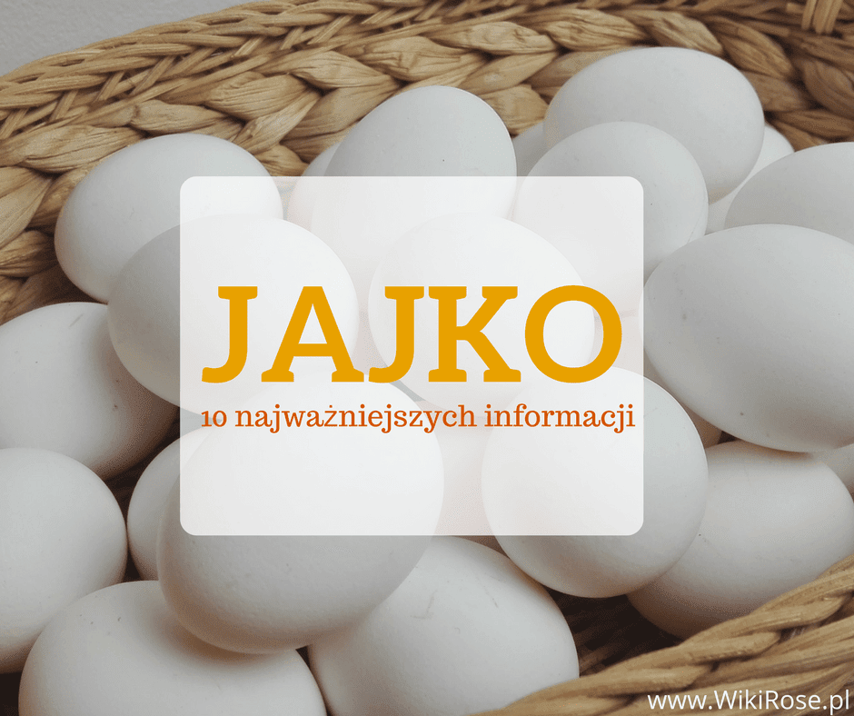 10 najważniejszych informacji o jajku | WikiRose blog