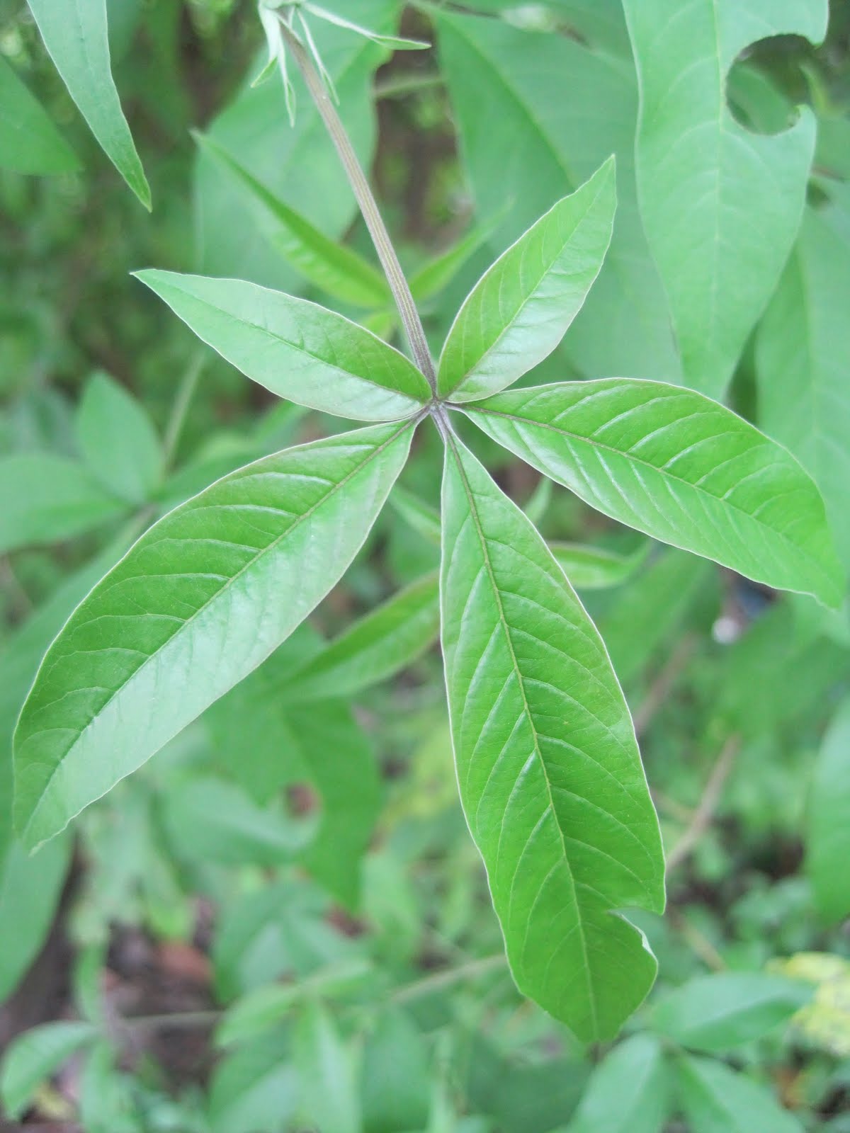 Small Doses of Life: Featuring LAGUNDI