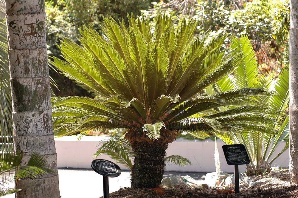 Bio Lounge: GIMNOSPERMAS - resumão Parte 1