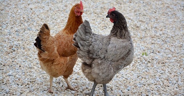 Gallinas: Descubre más sobre estás AVES, sus tipos y más. - Las 100 ...