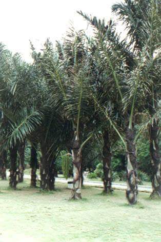 Budidaya Aren : Aren Bukanlah Tanaman Hutan