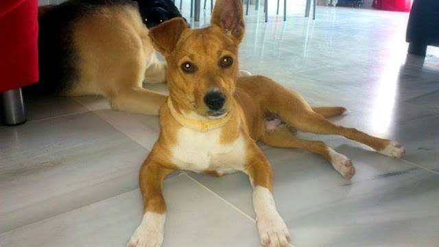 NOBLE GALGO: ¡Y AQUÍ LLEGA CHENCHO! EN ADOPCIÓN.