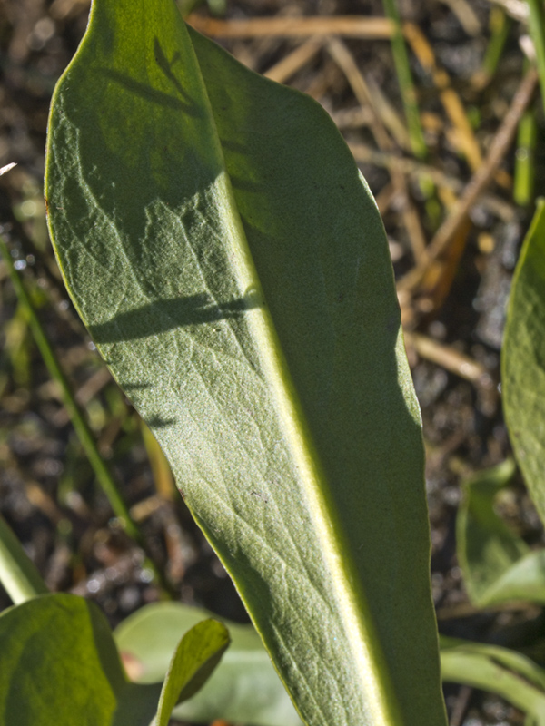 Paseos por la naturaleza: Limonium humile. Acelga salada.