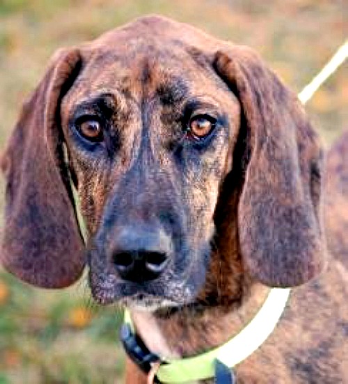 The Long and Short of it All: A Dachshund Dog News Magazine: When A ...