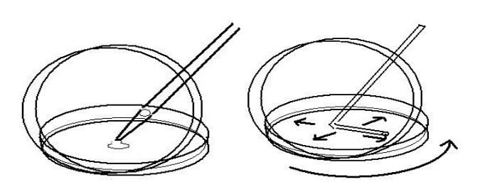 Mikrobiologi: Inokulasi Mikroba