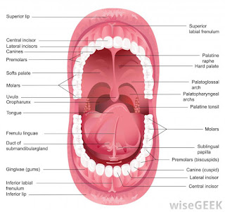 Cavum Oris (Rongga Mulut) | Meilya's Diary